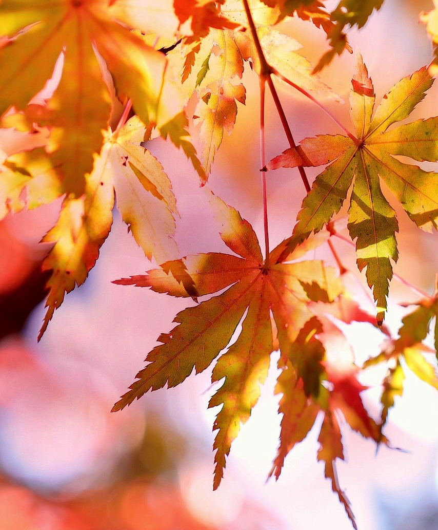 Golden Days Garden Centre - Homepage