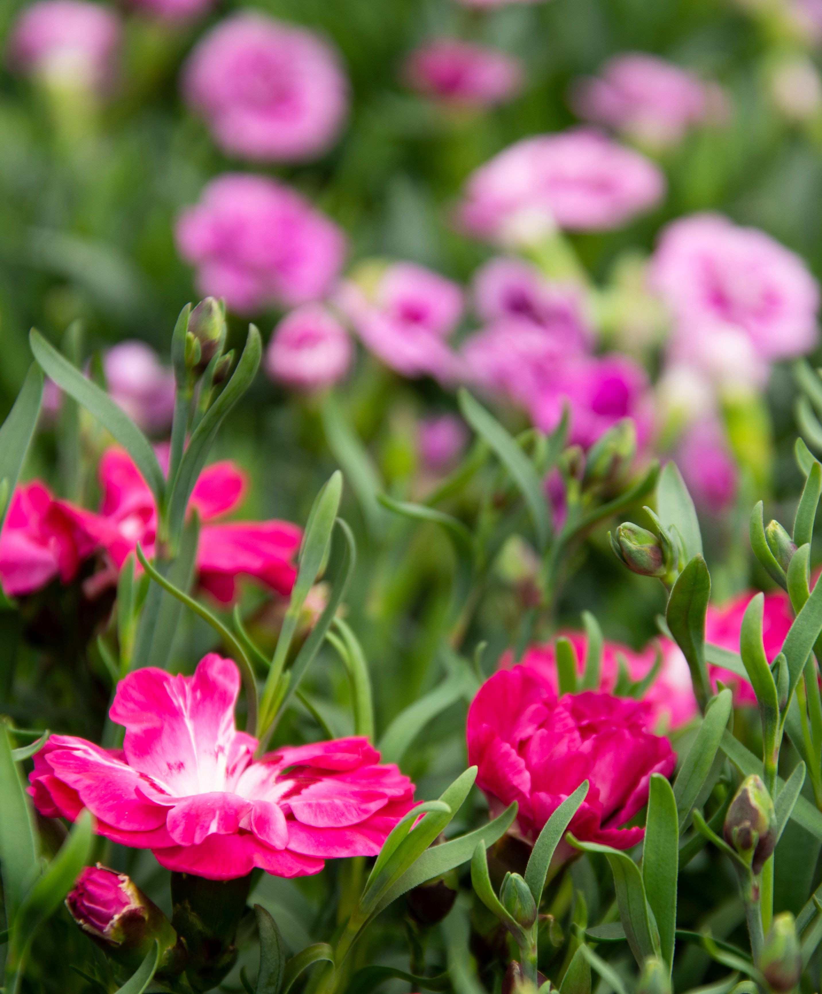 Golden Days Garden Centre - Homepage